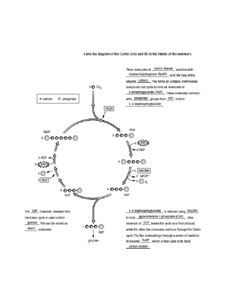 Calvin Cycle Answers | PDF