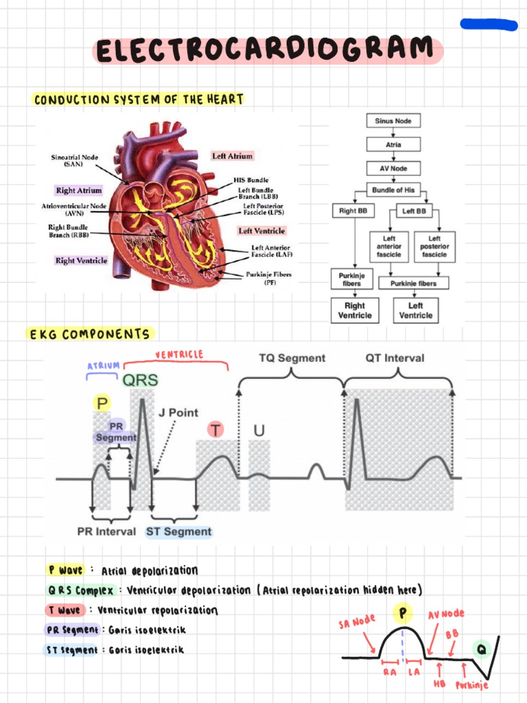 ECG Notes | PDF | Electrocardiography | Cardiovascular Diseases