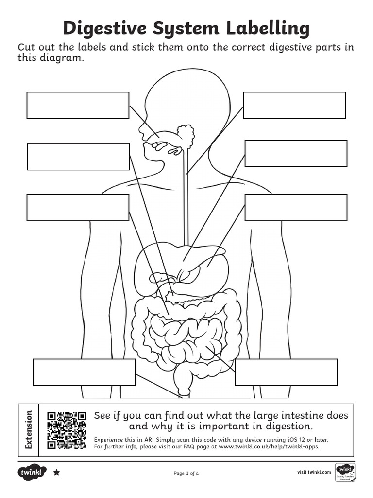 T2 S 448 Digestive System Labelling Worksheet - Ver - 3 | PDF