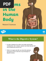 Grade 4 Science: Digestive System Overview | PDF | Digestion | Human ...