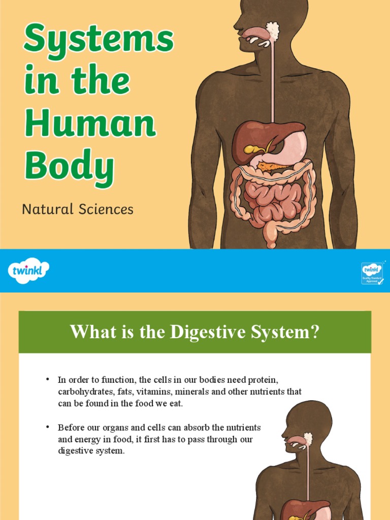 An In-Depth Look at the Digestive System: A Comprehensive Explanation ...