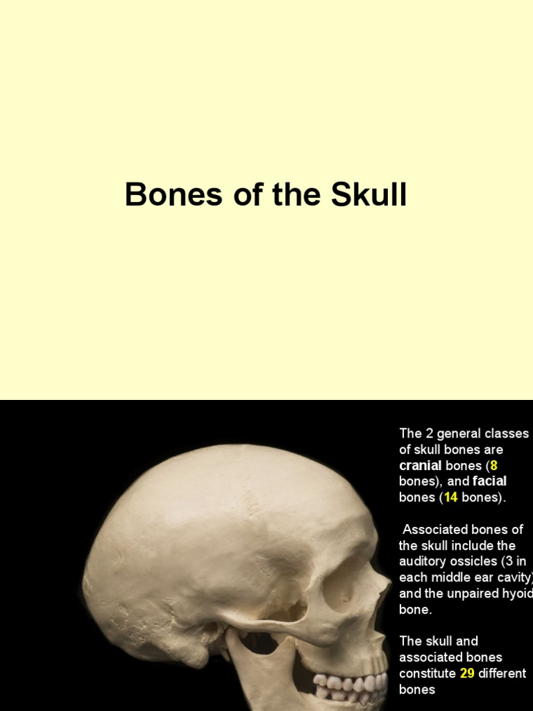 Skull Anatomy Overview | PDF | Skull | Tongue