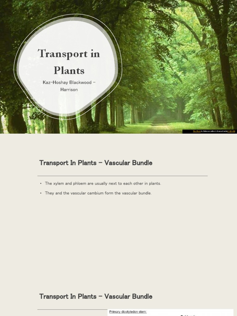 Plant Transport - Translocation | PDF | Plant Stem | Branches Of Botany