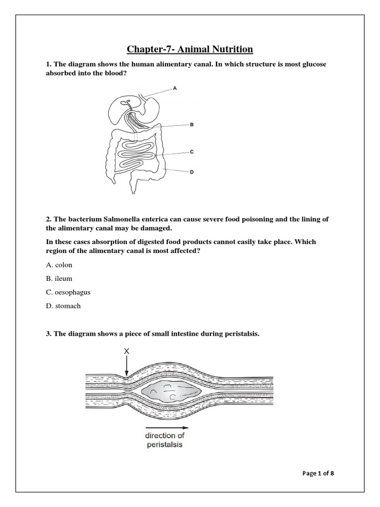 Animal Nutrition and Digestive System Exam | PDF
