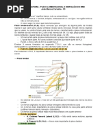Anatomia - Plexos Braquial e Lombossacral | PDF | Anatomia humana | Sistema Locomotor