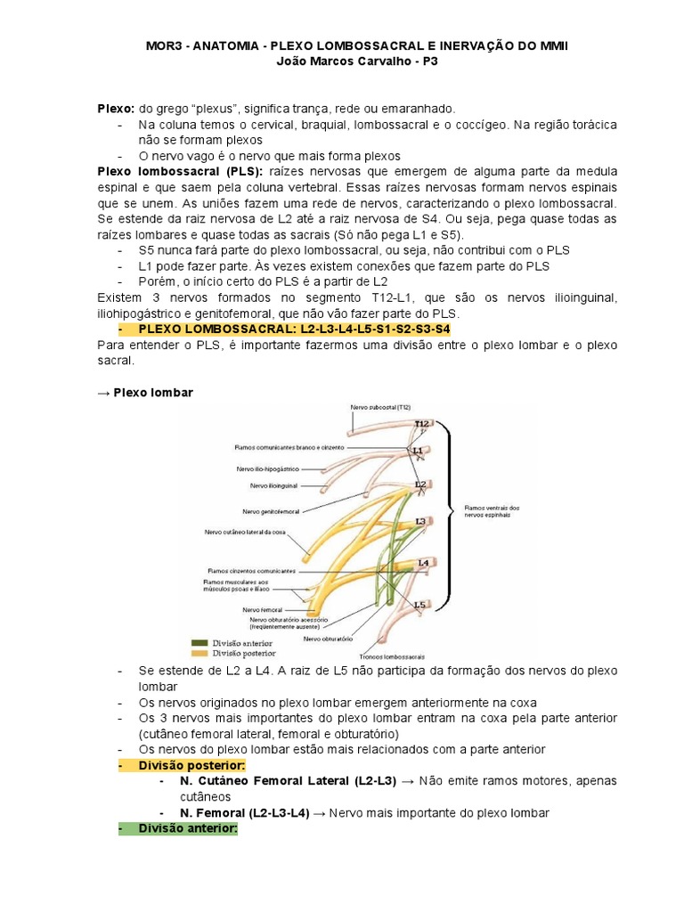 Mor3 - Anatomia - Plexo Lombossacral e Inervação Do Mmii | PDF | Nervo ...