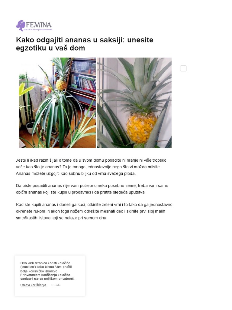Kako Odgajiti Ananas U Saksiji | PDF