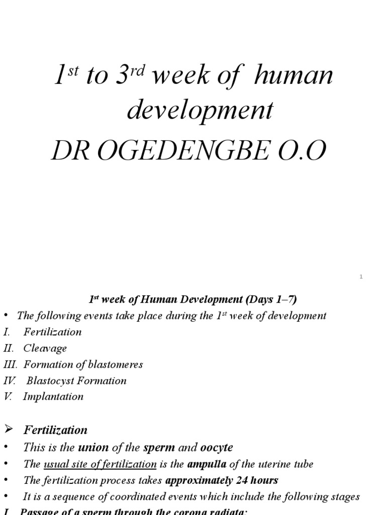 1st-3rd Week of Embryonic Development | PDF | Implantation (Human ...