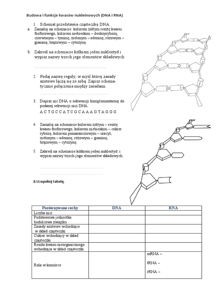 Budowa I Funkcje Kwasów Nukleinowych | PDF