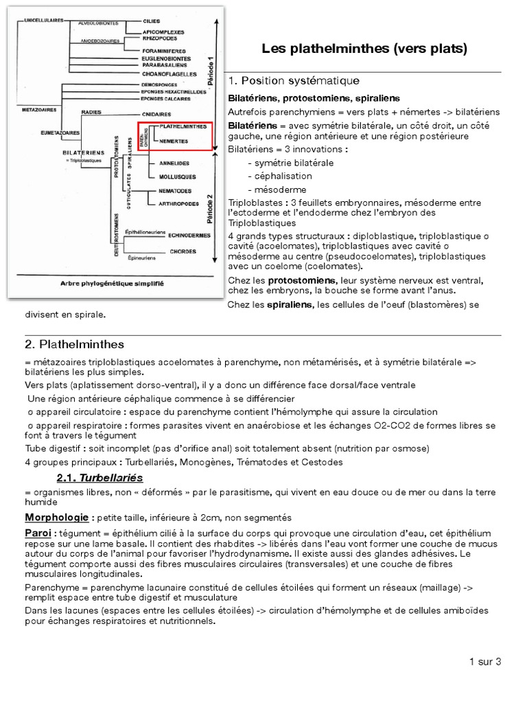 Plathelminthes : Bilatériens Simples | PDF | Anatomie | Biologie