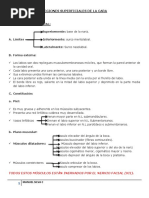 Anatomía y Función de la Región Labial | PDF | Labio | Anatomía humana