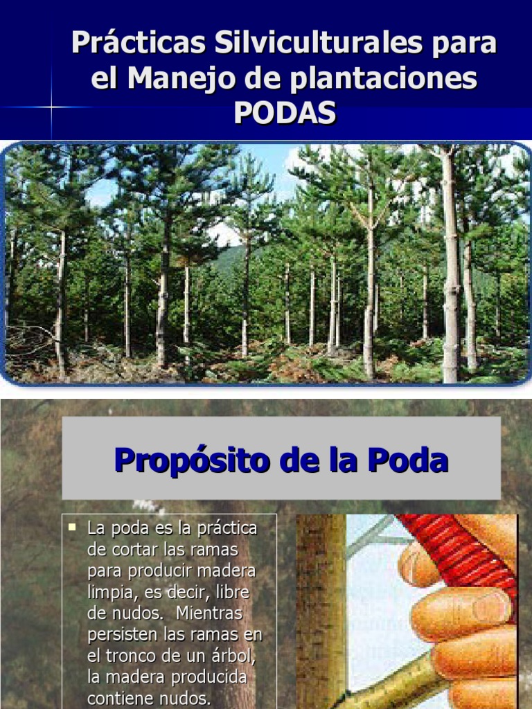 Podas Expos | PDF