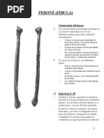 Tibia y Perone | PDF | Sistema esquelético | Anatomía humana