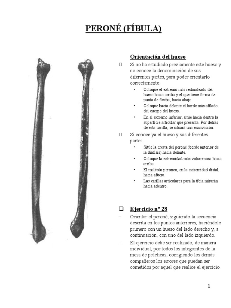 Peroné y Tibia Práctica Corregida | PDF | Sistema musculoesquelético ...