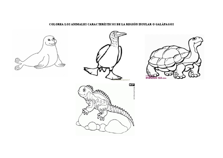 Colorea Los Animales Región Galápagos | PDF