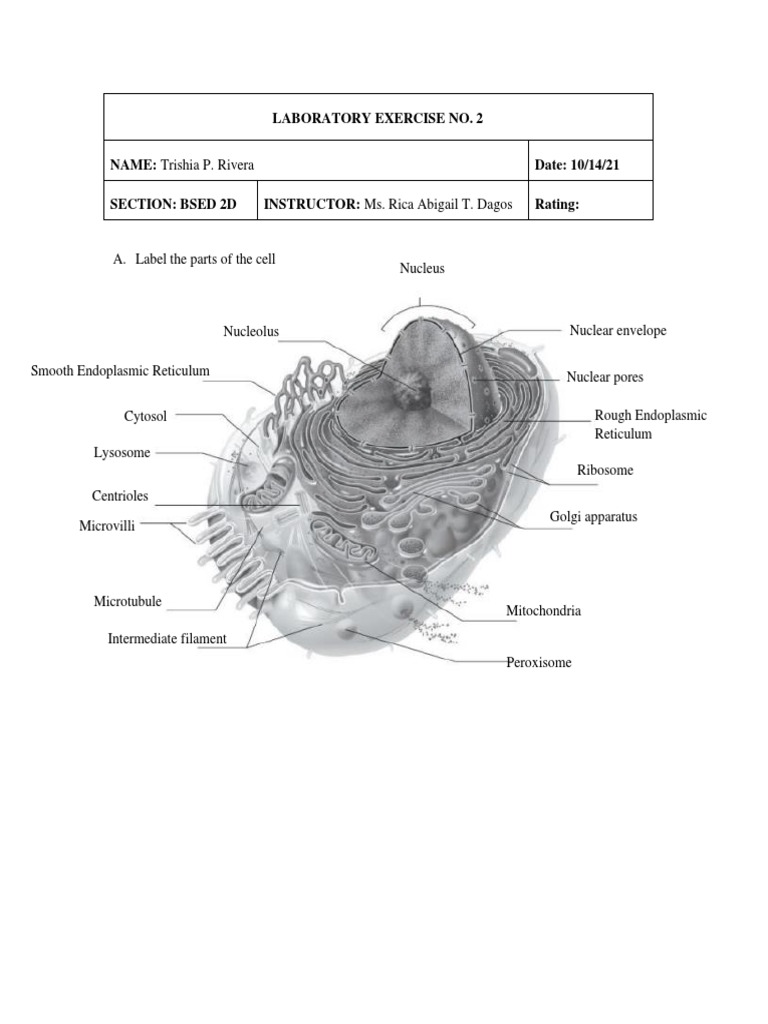 Rivera-Laboratory Exercise No. 2-Anaphy | PDF | Cell (Biology) | Cell ...