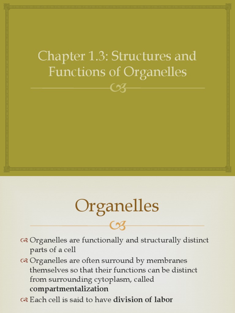Chapter 1.3 Structures and Functions of Organelles | PDF | Endoplasmic ...