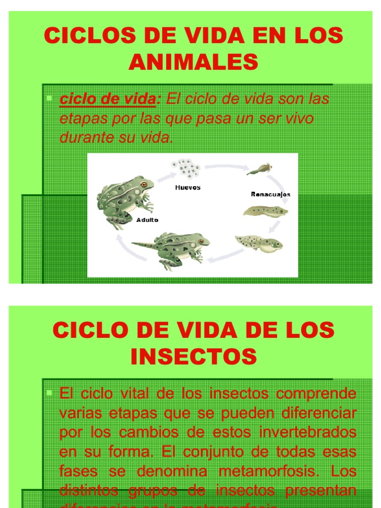 Ciclos de Vida en Los Animales | PDF | Salud y bienestar | Ciencia y ...