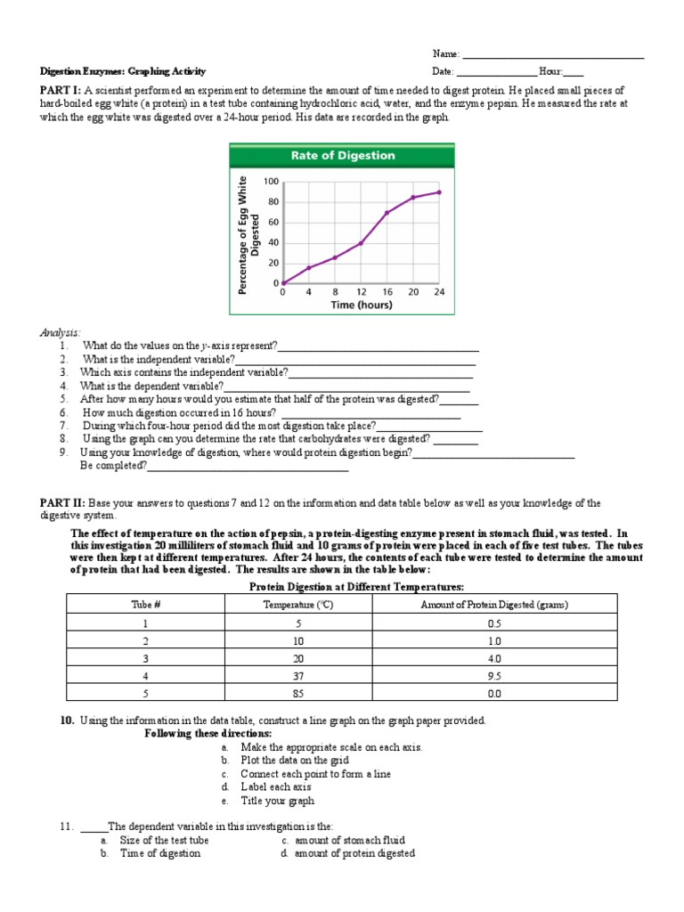 Digestion Enzymes Graphing Activity | PDF | Digestion | Stomach
