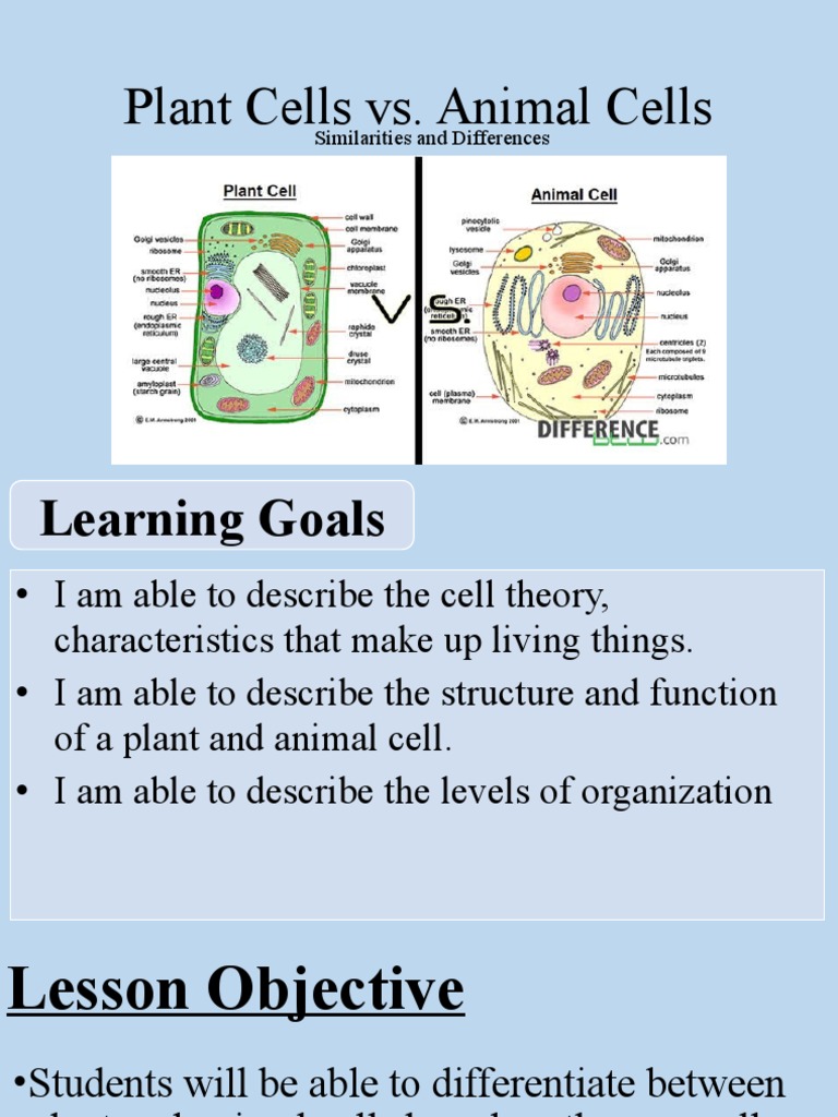 Plant and Animal | PDF | Cell (Biology) | Organelle