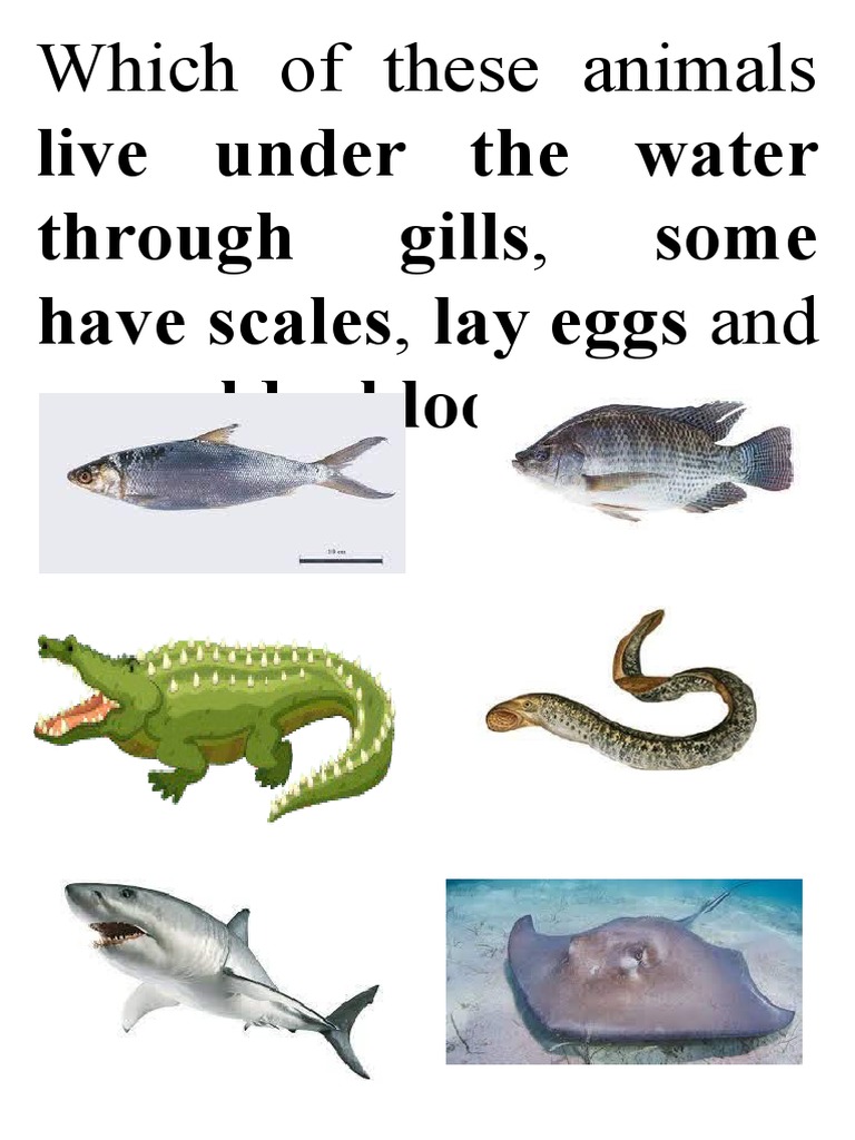 Vertebrates | PDF