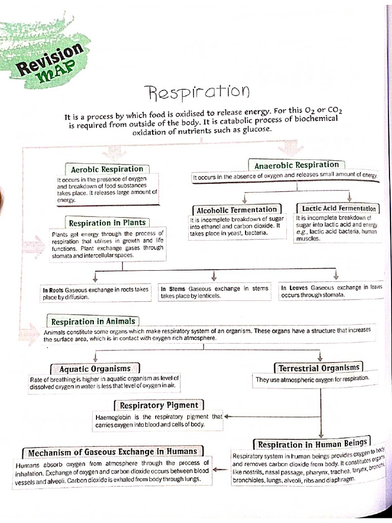 Mind Map Respiration | PDF
