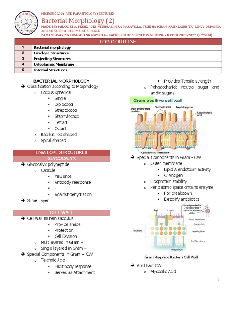 Bacterial Morphology and Envelope Structures: An Overview of Bacterial ... Bacterial Morphology and Envelope Structures: An Overview of Bacterial ...