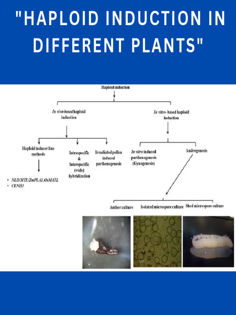 Methods of Haploid Plant Production | PDF