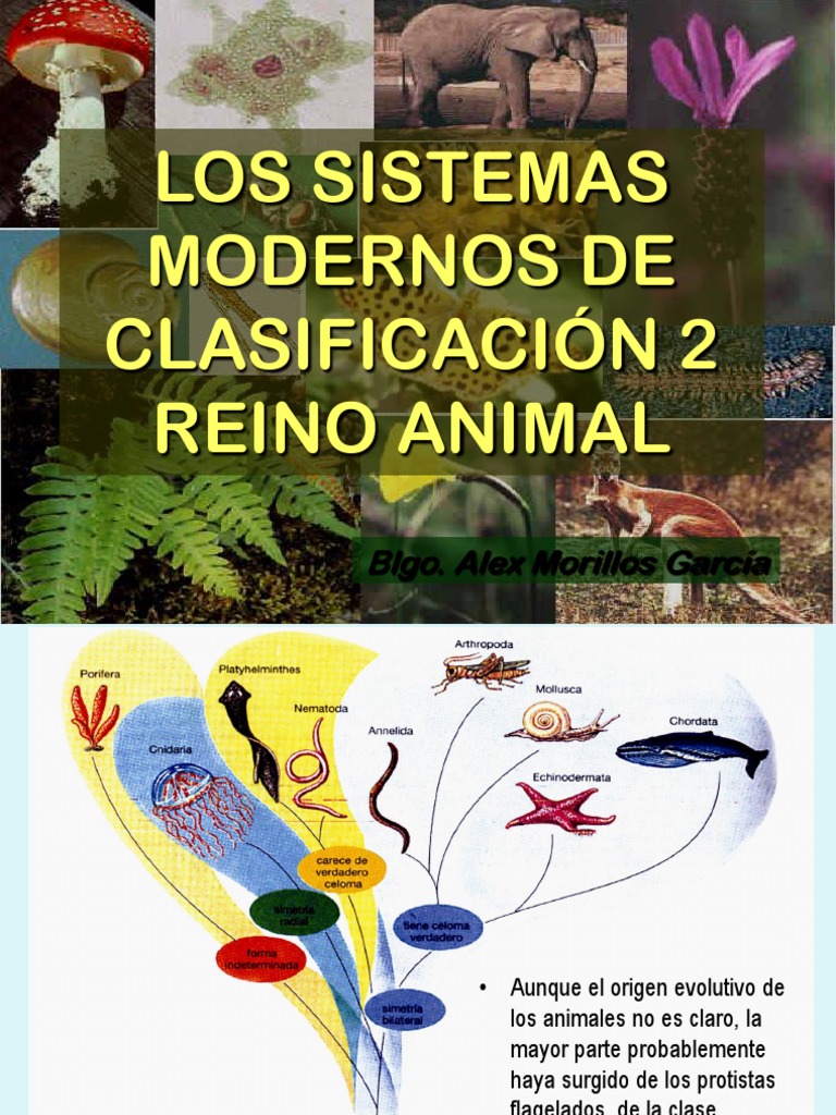 Metazoos Diblásticos-Acelomados y Pseudocelomados | PDF | Esponja ...