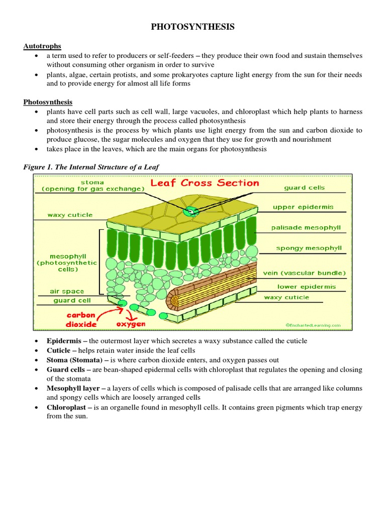 Photosynthesis and Cellular Respiration | PDF | Science & Mathematics