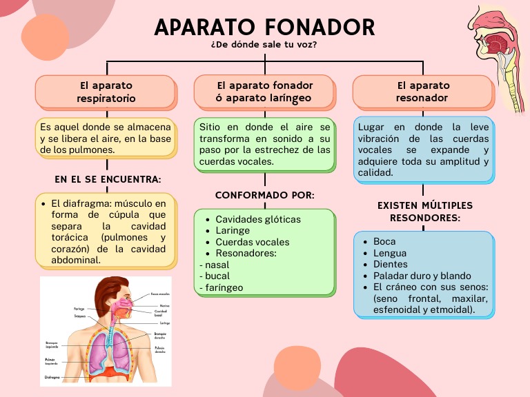 Aparato Fonador | PDF