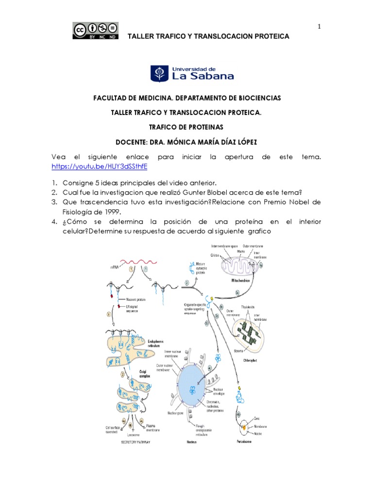 Guia Translocacion Proteica | PDF | Proteínas | Bioquímica
