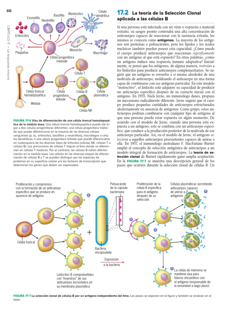 Inmunología | PDF | Sistema inmune | Anticuerpo