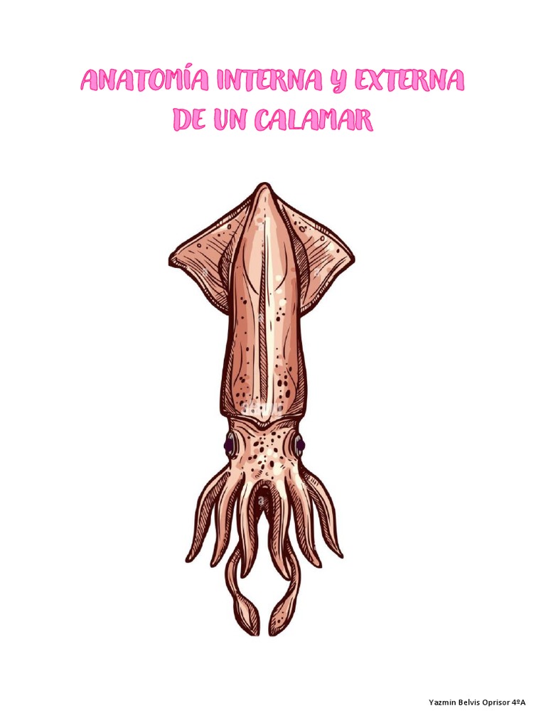 Anatomía de Un Calamar | PDF | Corazón | Sistema digestivo humano