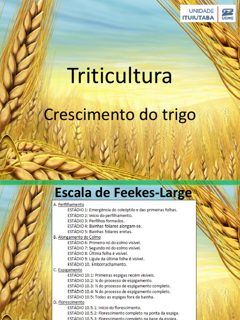 Fenologia e Crescimento do Trigo | PDF | Trigo | Temperatura