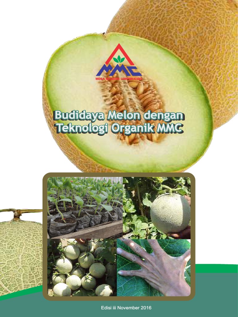 Budidaya Melon MMC | PDF