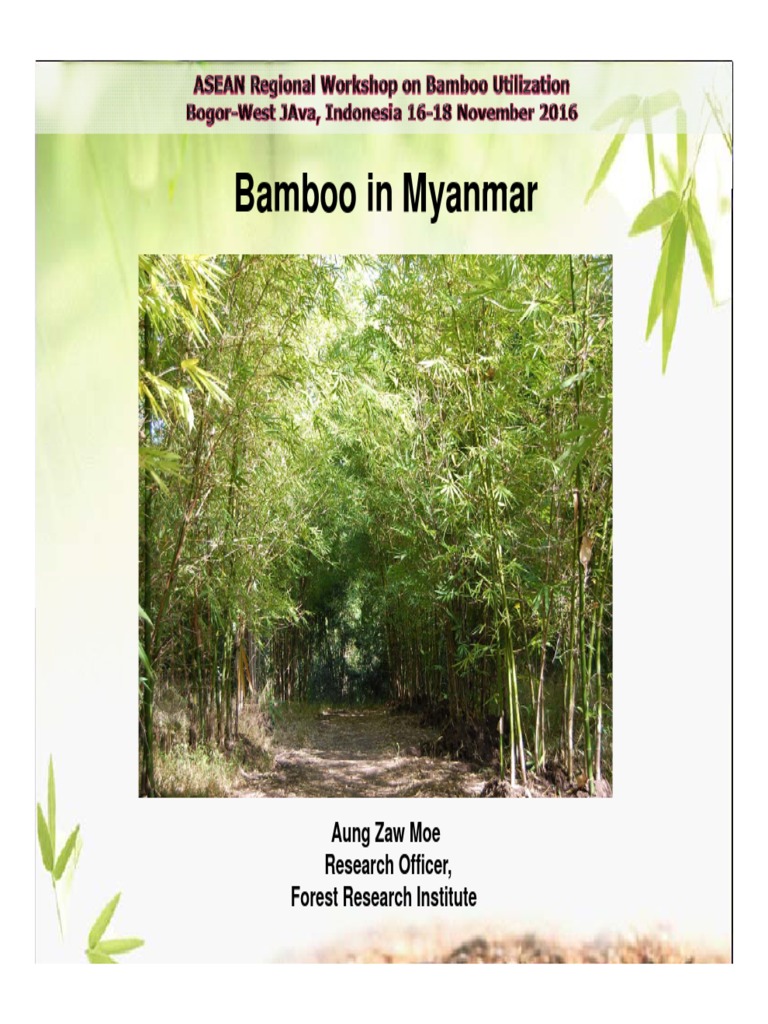 Bamboo in Myanmar A Guide Line For Establishment by Aung Zaw Moe | PDF