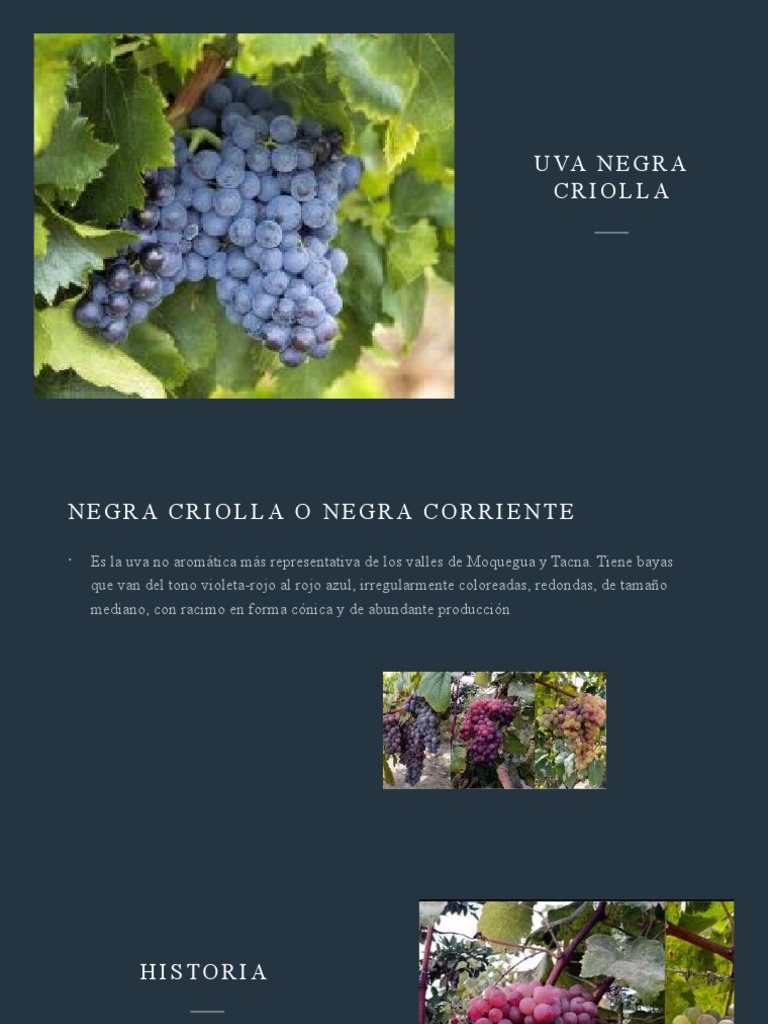 Uva Negra Criolla ORMEÑO | PDF | Uva | Antioxidante