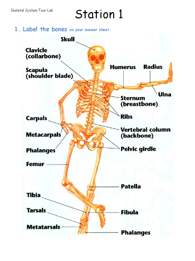 An Exploration of the Skeletal System: A Guided Tour Through the Bones ...