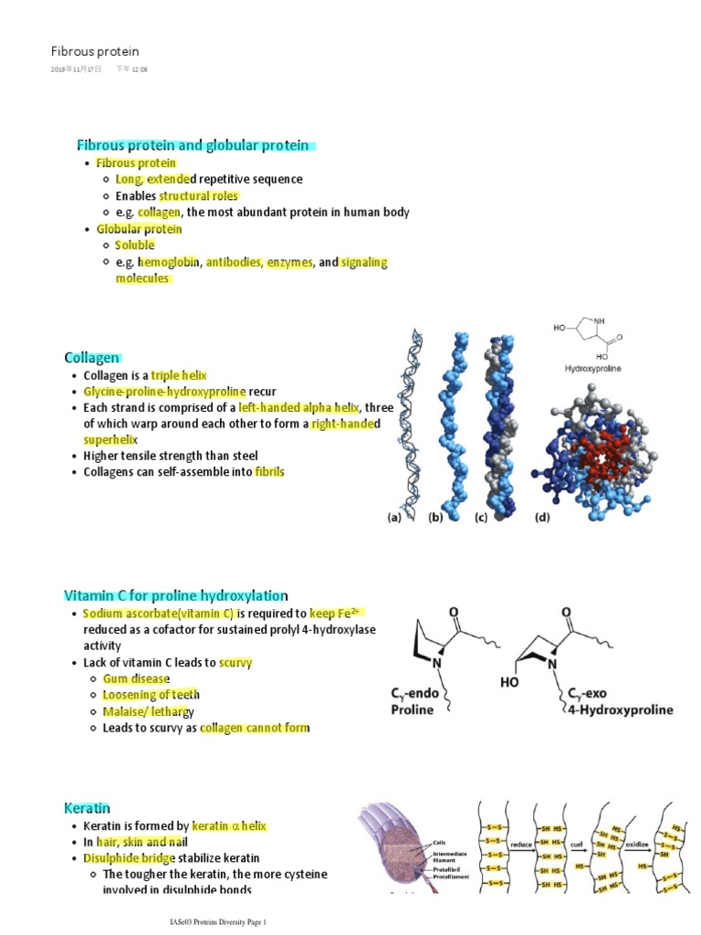 Fibrous Protein | PDF