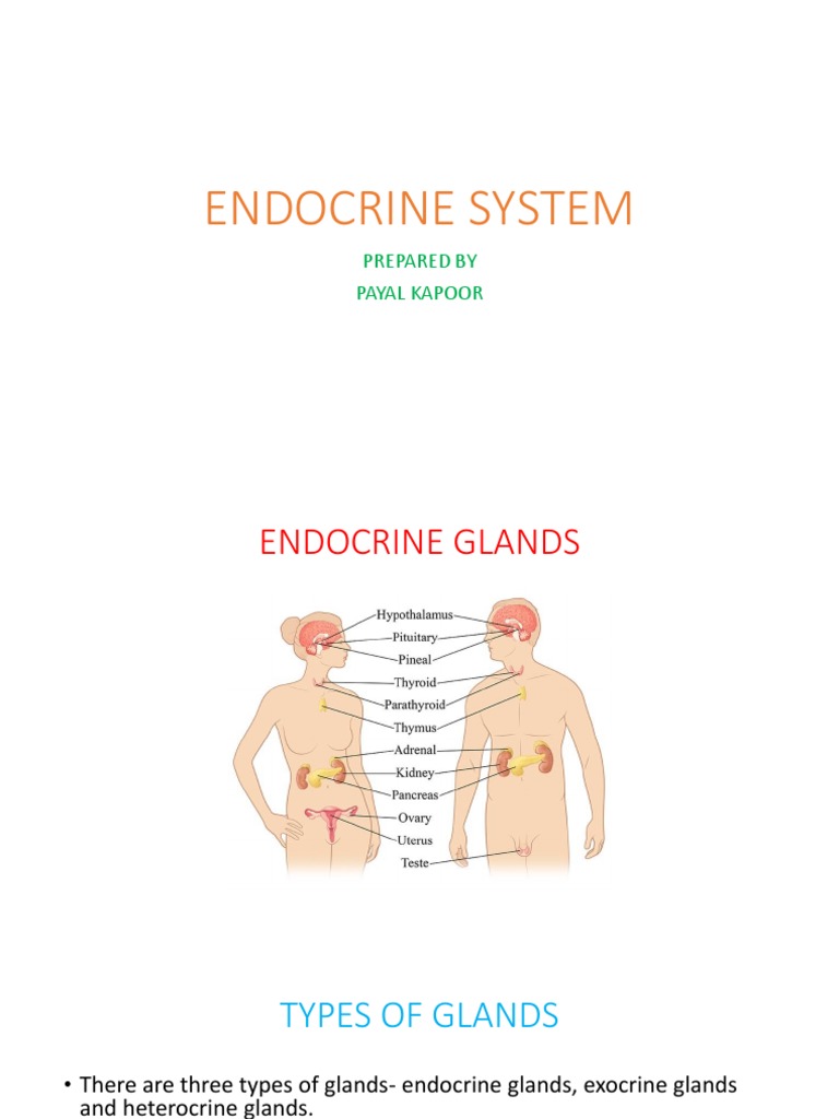 Endocrine System Guide: Glands, Hormones and Their Functions | PDF