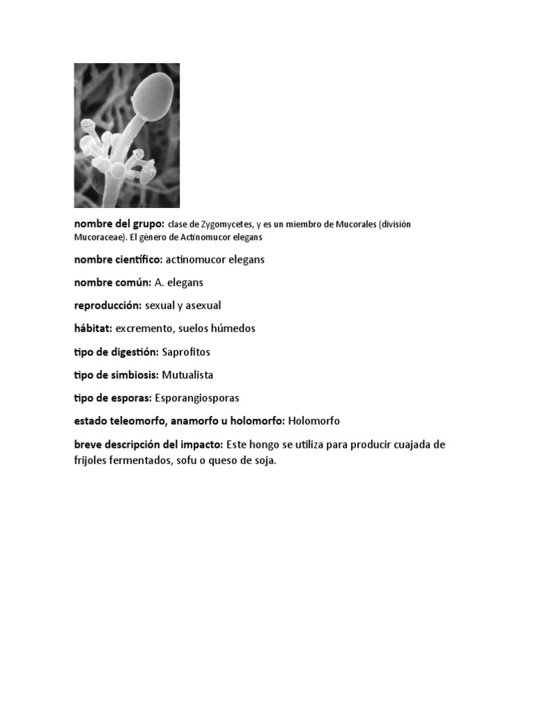 Actinomucor Elegans | PDF