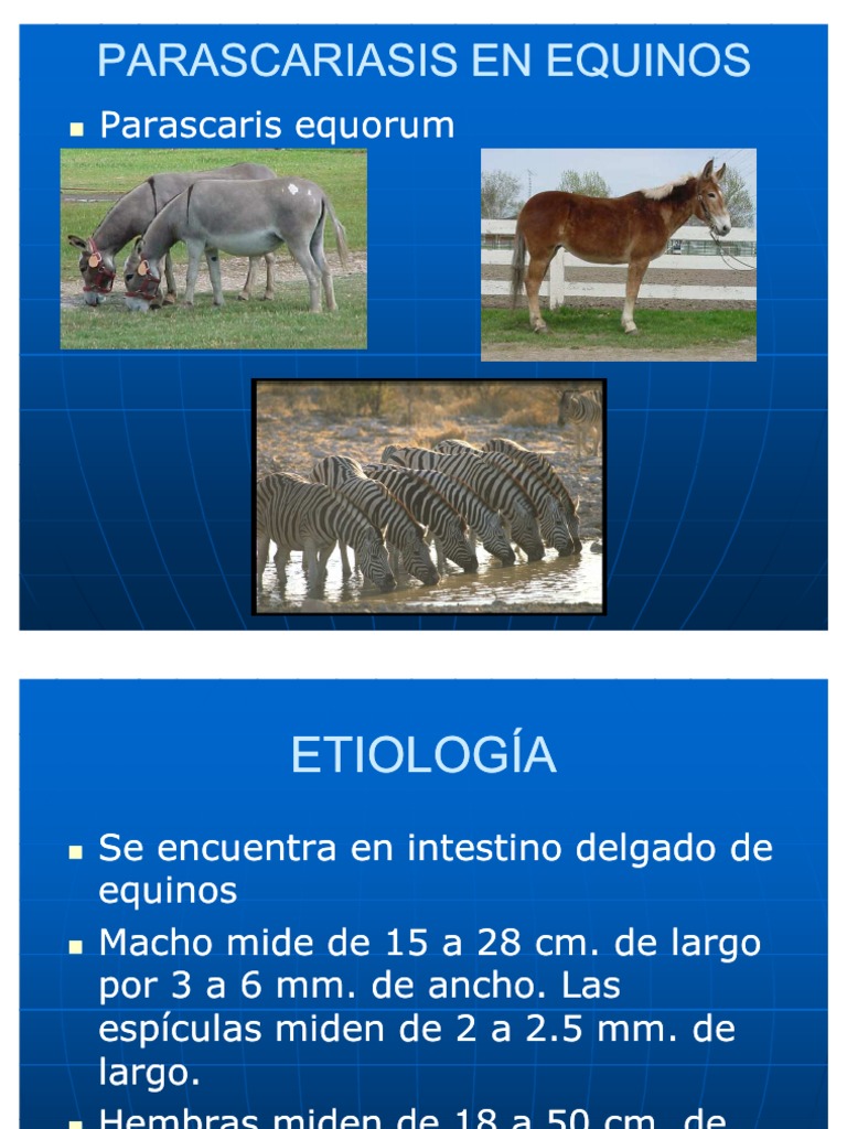 Ciclo de Vida y Morfología de Parascaris | PDF | Gastroenterología ...