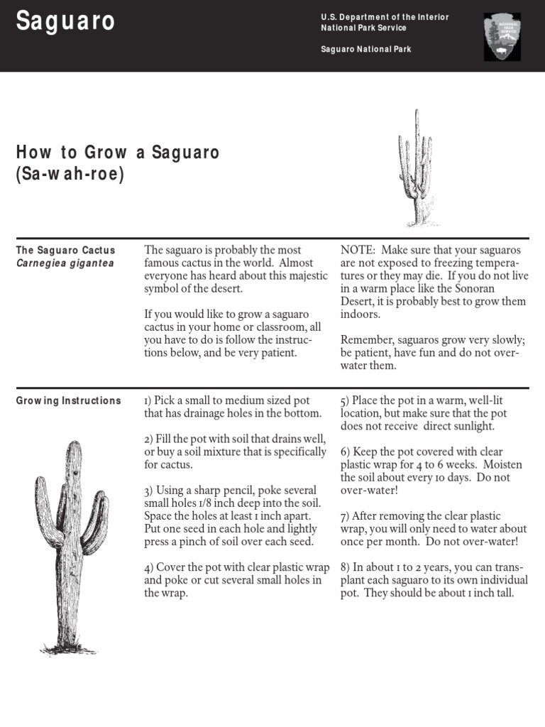 Growing and Life Cycle of the Iconic Saguaro Cactus | PDF