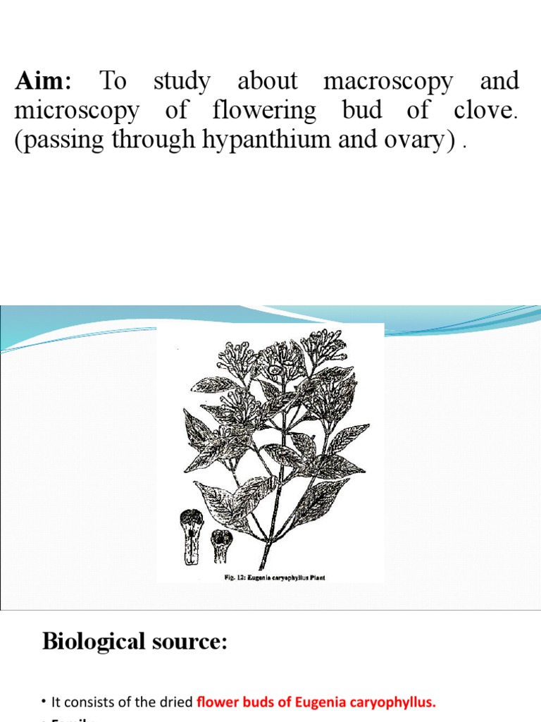 Macroscopy and Microscopy of Flowering Bud of Clove | PDF | Home ...