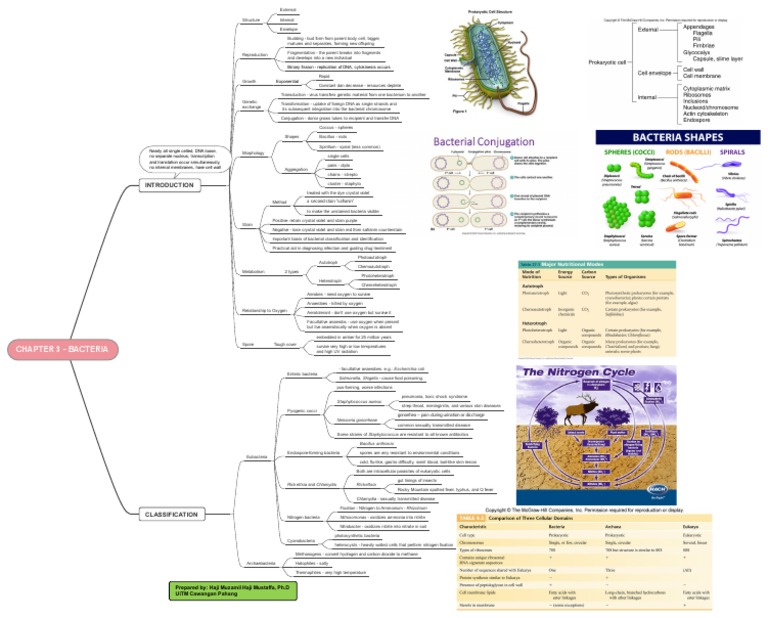 Mindmap Bio320 Chapter 3 Bacteria | PDF | Bacteria | Staining