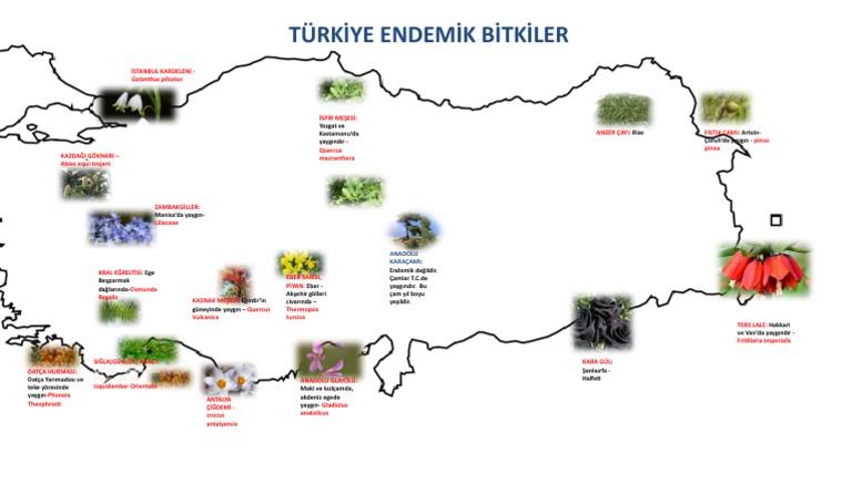 Türkiye Endemik Bitkiler | PDF