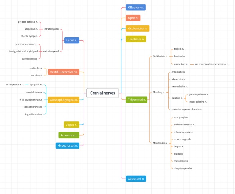 Cranial Nerves | PDF | Anatomy | Human Anatomy