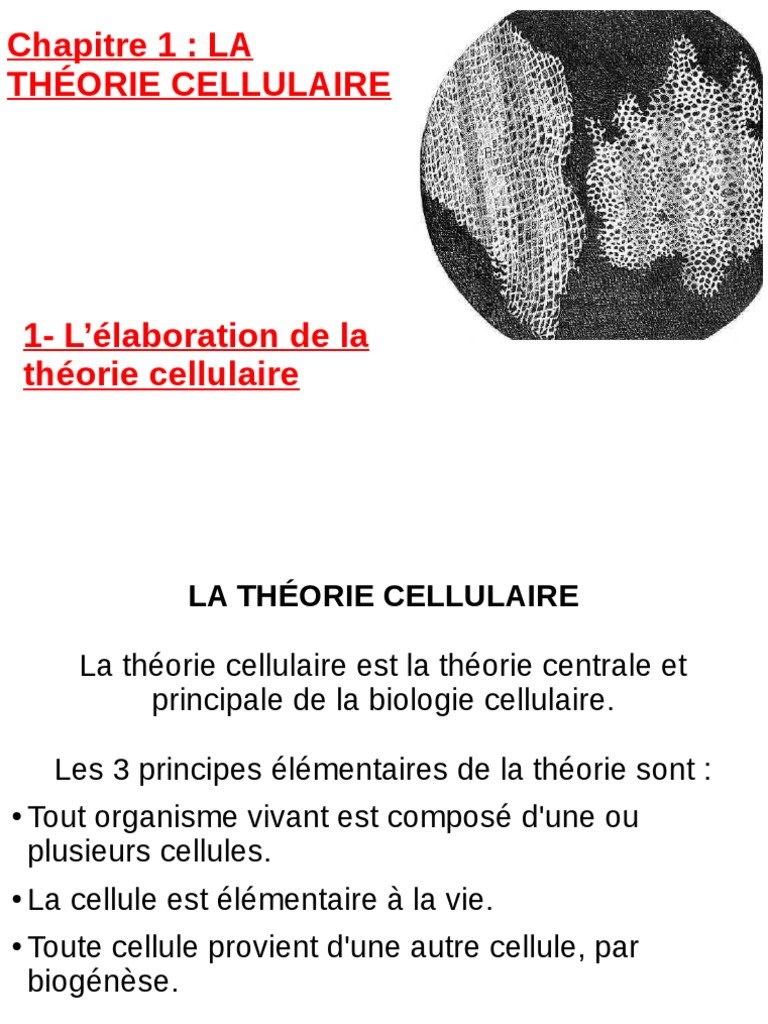 Principes de la théorie cellulaire | PDF | Sciences et mathématiques