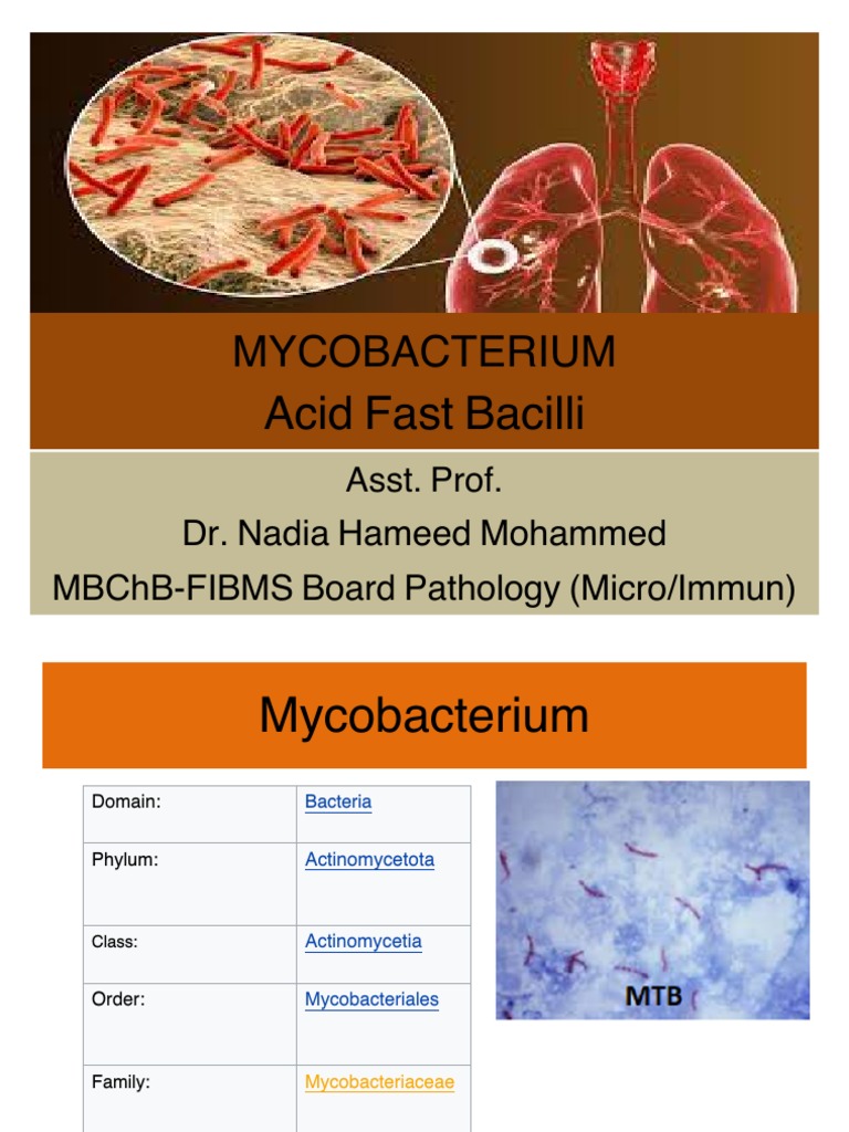 Mycobacterium: Acid Fast Bacilli | PDF | Mycobacterium | Tuberculosis